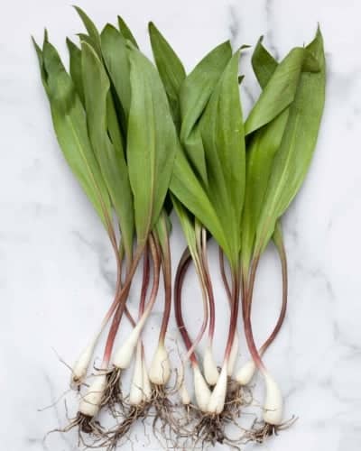 Easy Ramp Pesto Recipe | Last Ingredient